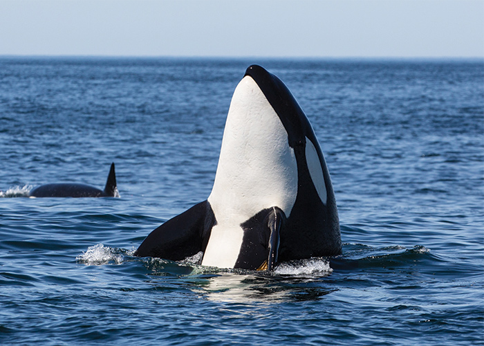 Exploring The Diverse Puget Sound Wildlife American Cruise Lines