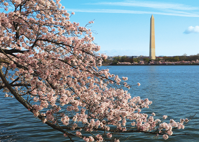 Cherry Blossoms in Washington, D.C. | American Cruise Lines' Official Blog